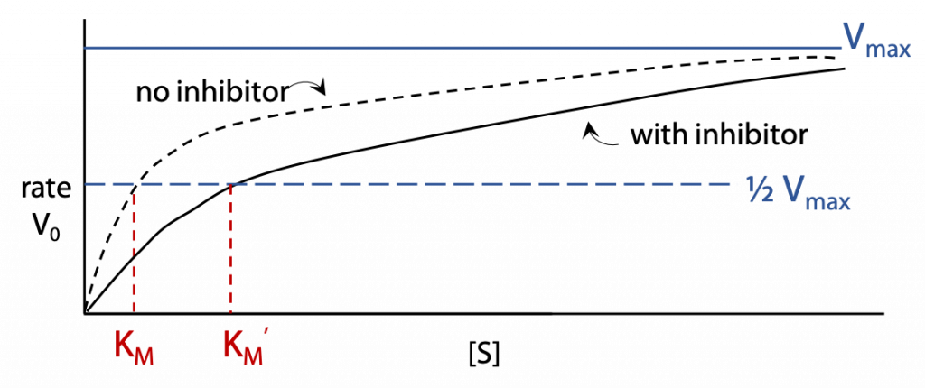 Experimental Enzyme Kinetics; Linear Plots and Enzyme Inhibition – BIOC ...