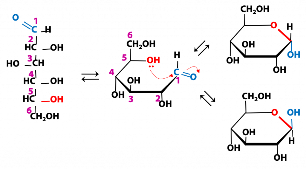 Carbohydrate Chemistry: simple sugars, rings and glycosides – BIOC*2580 ... Carbohydrate Chemistry: simple sugars, rings and glycosides – BIOC*2580 ...