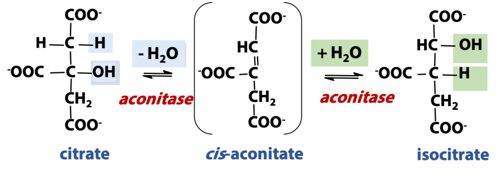 The Citric Acid Cycle Bioc2580 Introduction To Biochemistry