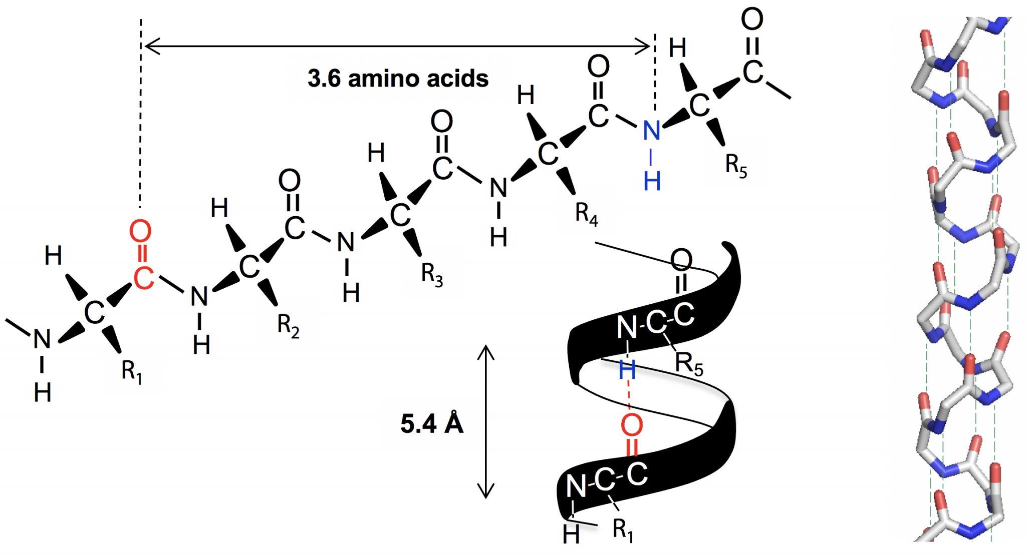 Protein Secondary Structure Bioc2580 Introduction To Biochemistry