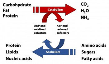 Introduction to Metabolism: Metabolic Pathways – BIOC*2580 ...