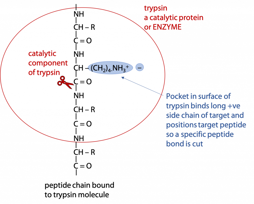 Determining The Amino Acid Sequence Of A Protein Bioc2580 Introduction To Biochemistry