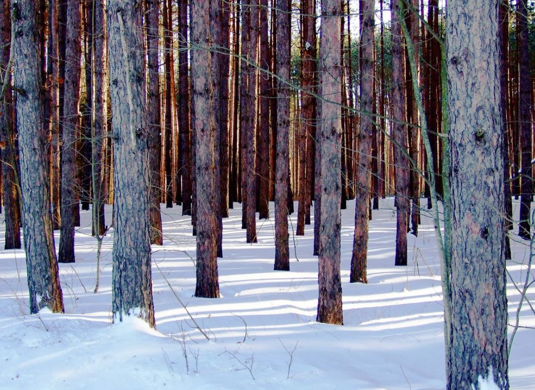 Moon of the Crusted Snow: Reading Guide