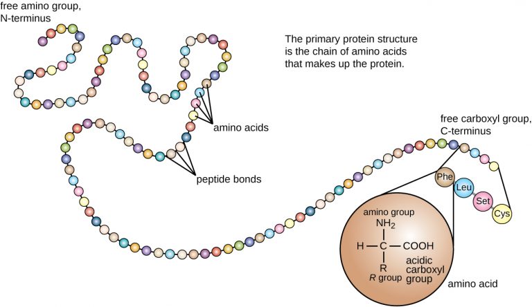 74 Proteins Microbiology Canadian Edition
