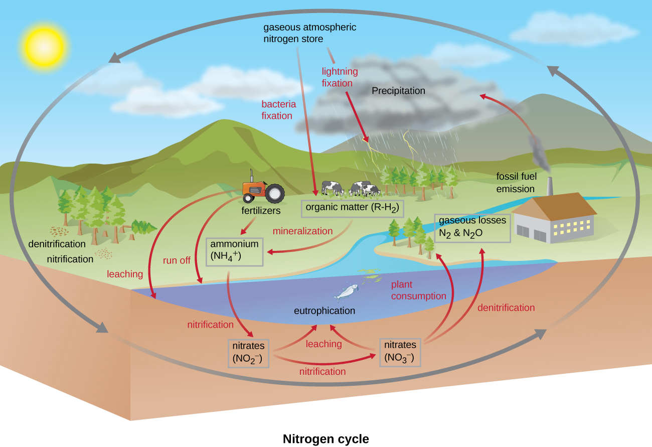 10.6 Biogeochemical Cycles – Microbiology: Canadian Edition