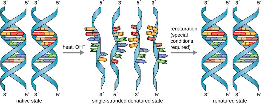 11 2 Structure And Function Of Dna Microbiology Canadian Edition