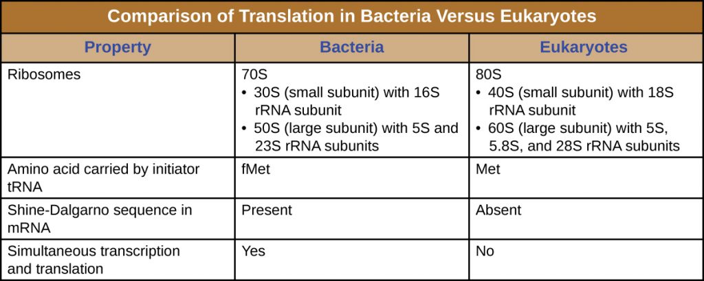 124 Protein Synthesis Translation Microbiology Canadian Edition