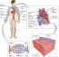 26.1 Anatomy of the Circulatory and Lymphatic Systems – Microbiology ...
