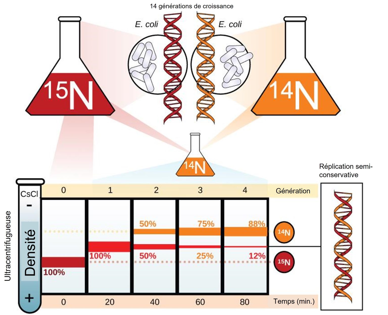 14.3 Principes de base de la réplication de l’ADN – Introduction à la biologie cellulaire et ...