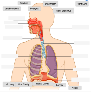 4.2 – Anatomy (Structures) of the Respiratory System – Building a ...