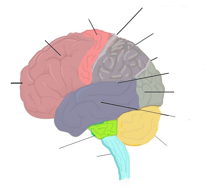 16.2 – Anatomy (Structures) of the Nervous System – Building a Medical ...