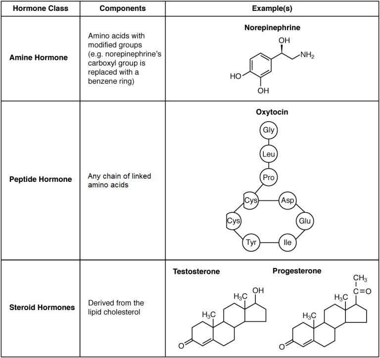17.2 Hormones – Mohawk – PN Structure & Function of the Human Body 17.2 Hormones – Mohawk – PN Structure & Function of the Human Body