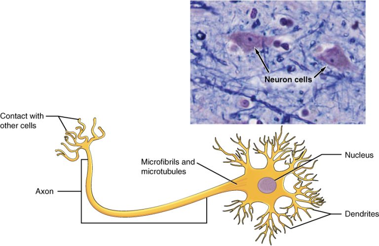 4.5 Nervous Tissue – Mohawk – PN Structure & Function of the Human Body 4.5 Nervous Tissue – Mohawk – PN Structure & Function of the Human Body