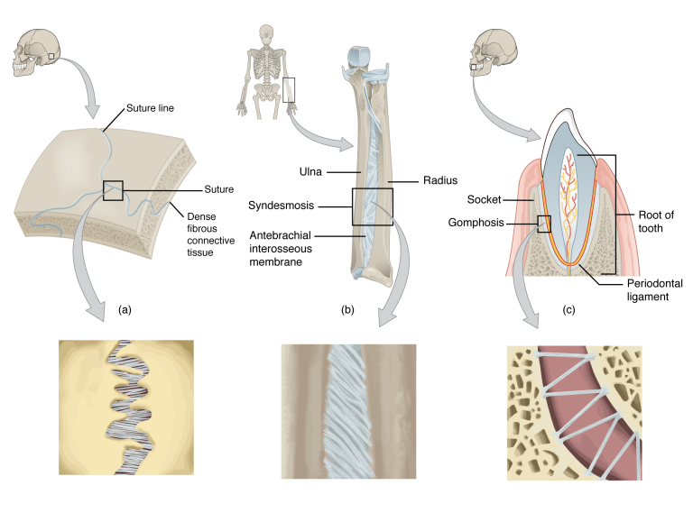 9.2 Fibrous Joints – Mohawk – PN Structure & Function of the Human Body 9.2 Fibrous Joints – Mohawk – PN Structure & Function of the Human Body