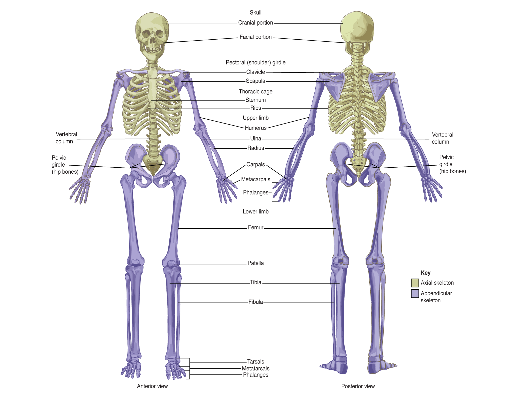 7.1 Divisions of the Skeletal System – Mohawk – PN Structure & Function ...