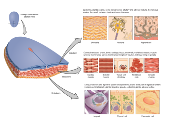 4.1 Types of Tissues – Mohawk – PN Structure & Function of the Human Body