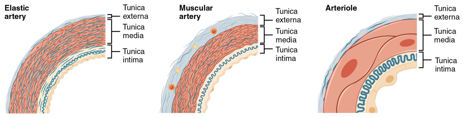20.1 Structure and Function of Blood Vessels – Mohawk – PN Structure ... 20.1 Structure and Function of Blood Vessels – Mohawk – PN Structure ...