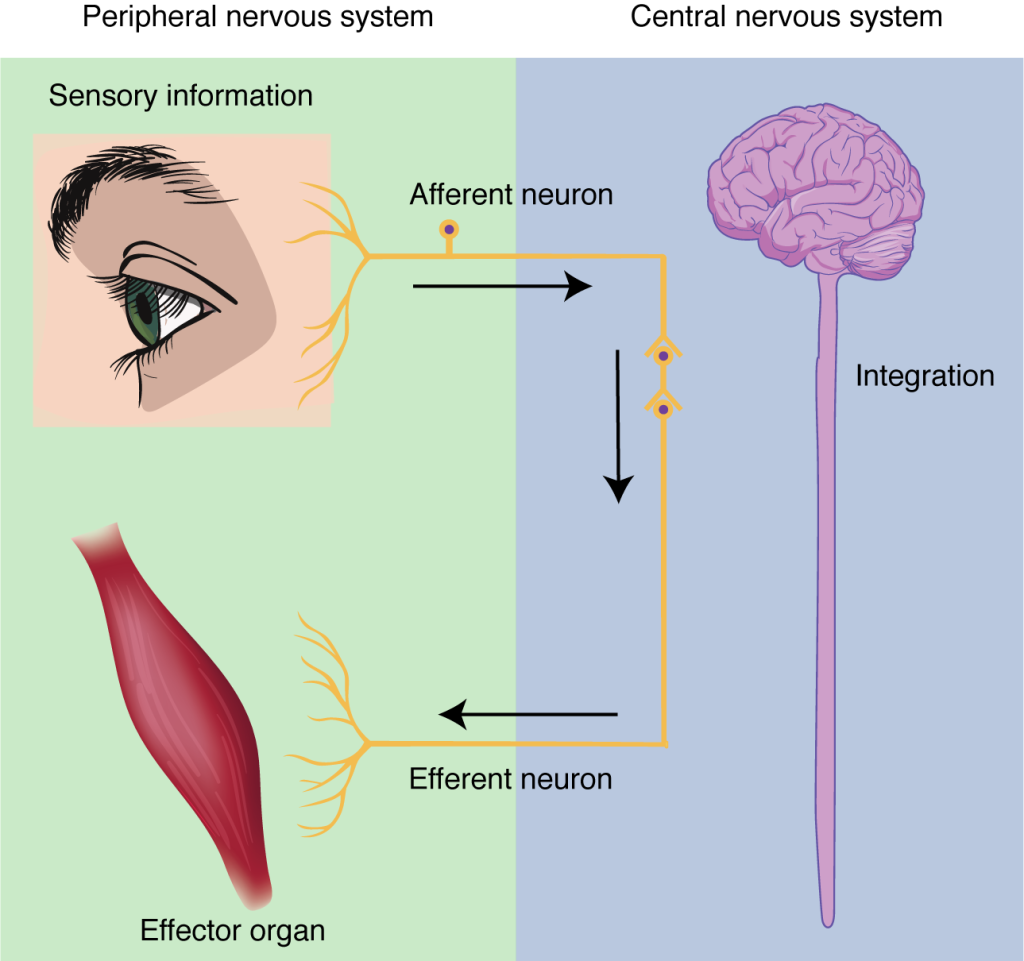 12.1 Structure and Function of the Nervous System – Mohawk – PN Structure & Function of the ...