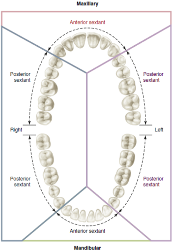 Overview Of Dentitions Oral Facial Anatomy Online