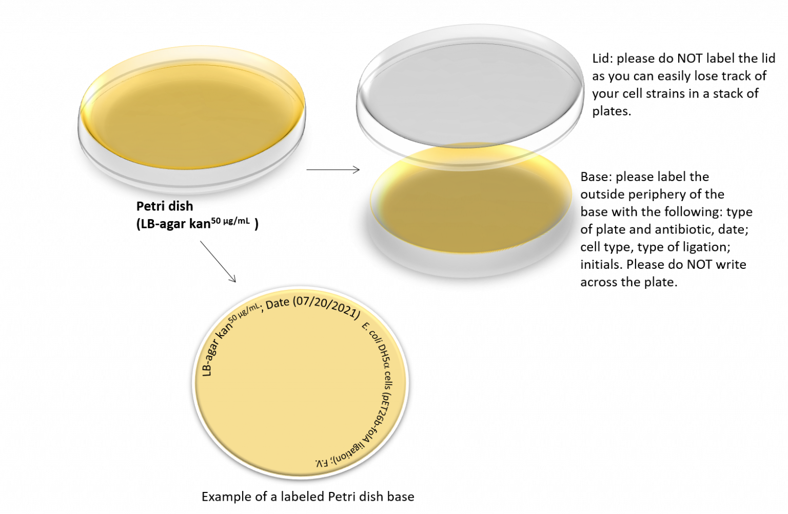 Protocol for bacterial transformation – heat shock method – BBS OER Lab ...
