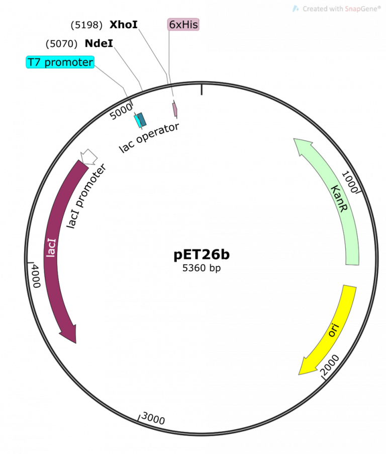 Chapter 2 background – expected DNA band sizes – BBS OER Lab Manual